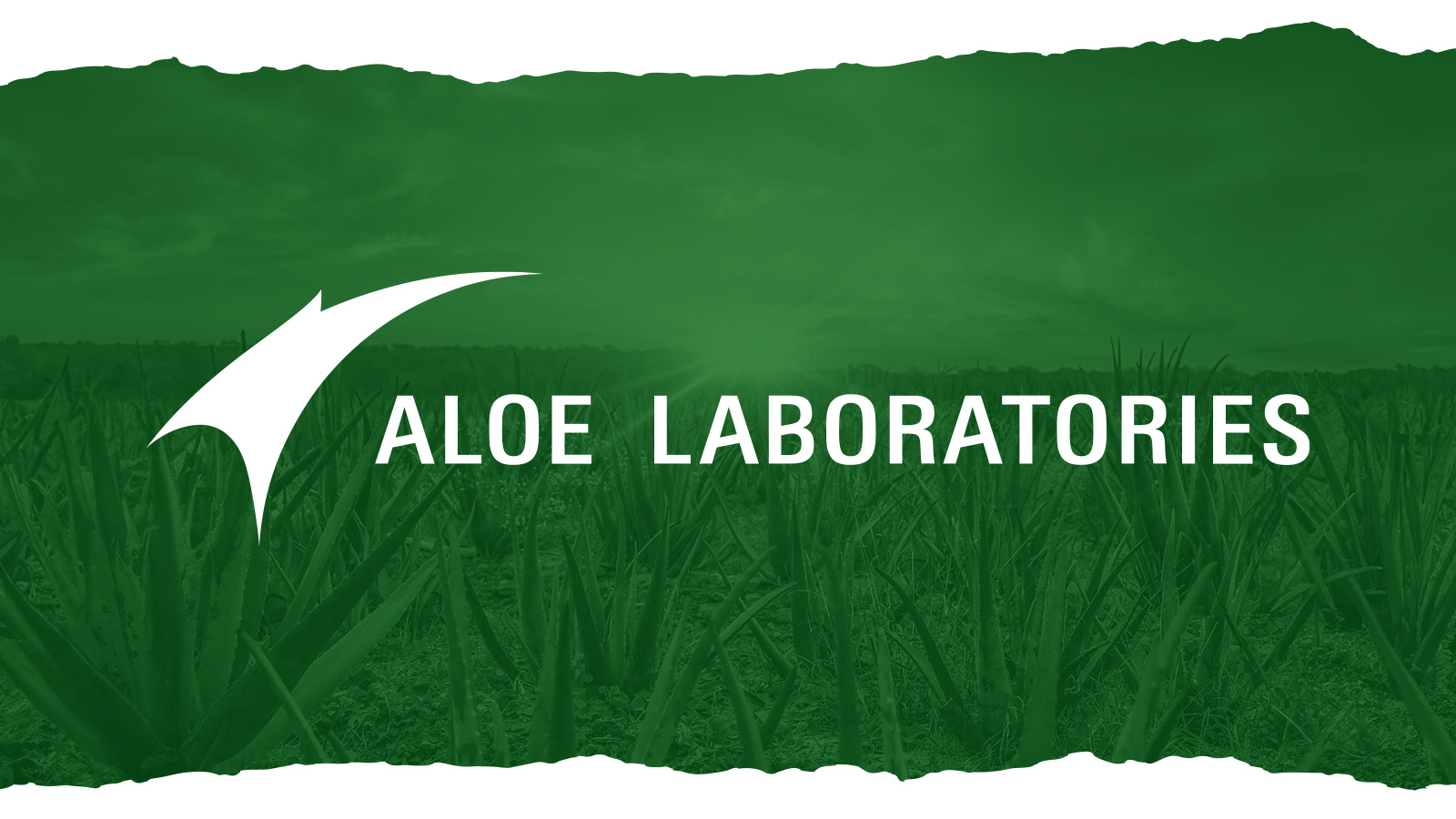 Aloe Vera Tips Archives - Aloe Laboratories